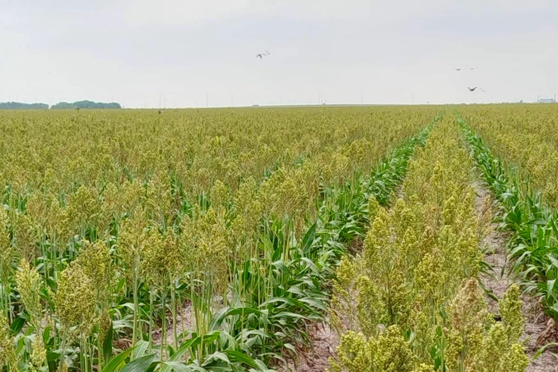 Se adelantan trillas de sorgo en San Fernando por falta de humedad ...