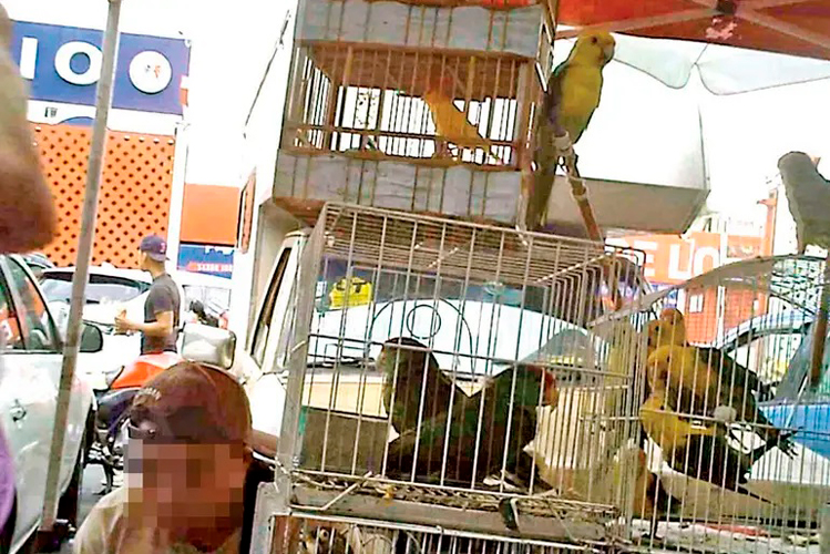 Tráfico de animales exóticos en México: negocio ilegal… y fructífero ...